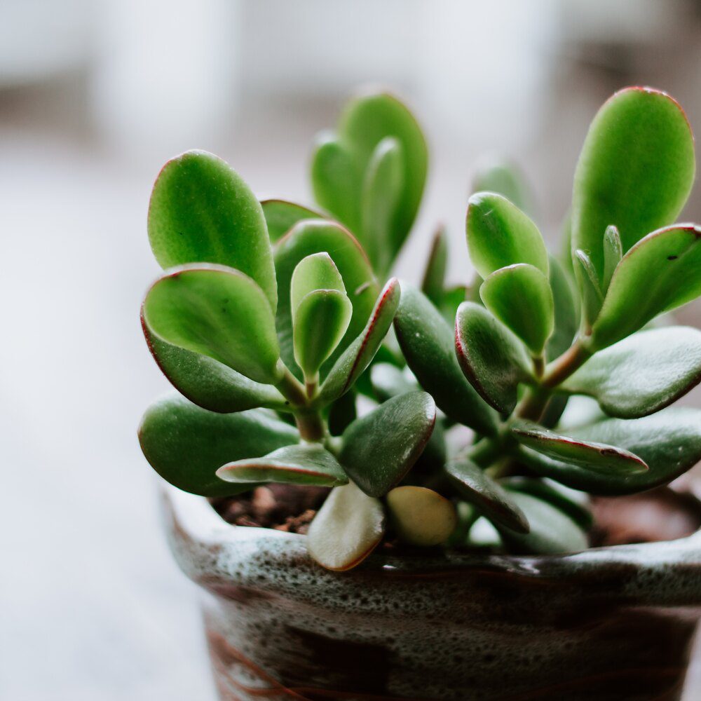 گل یشم چیست ؟نحوه نگهداری از آن